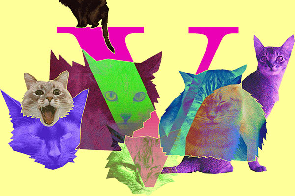 Cat GIFs memory » Hay Kranen